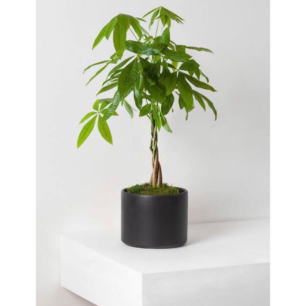 99 PESOS Braided Money Tree (5 stalks - 10 inches) - Free Pot and white ...