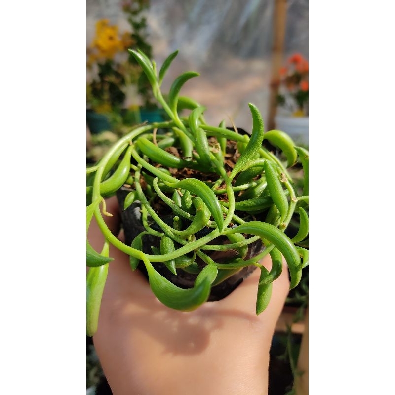 string of banana(hanging plant) | Shopee Philippines