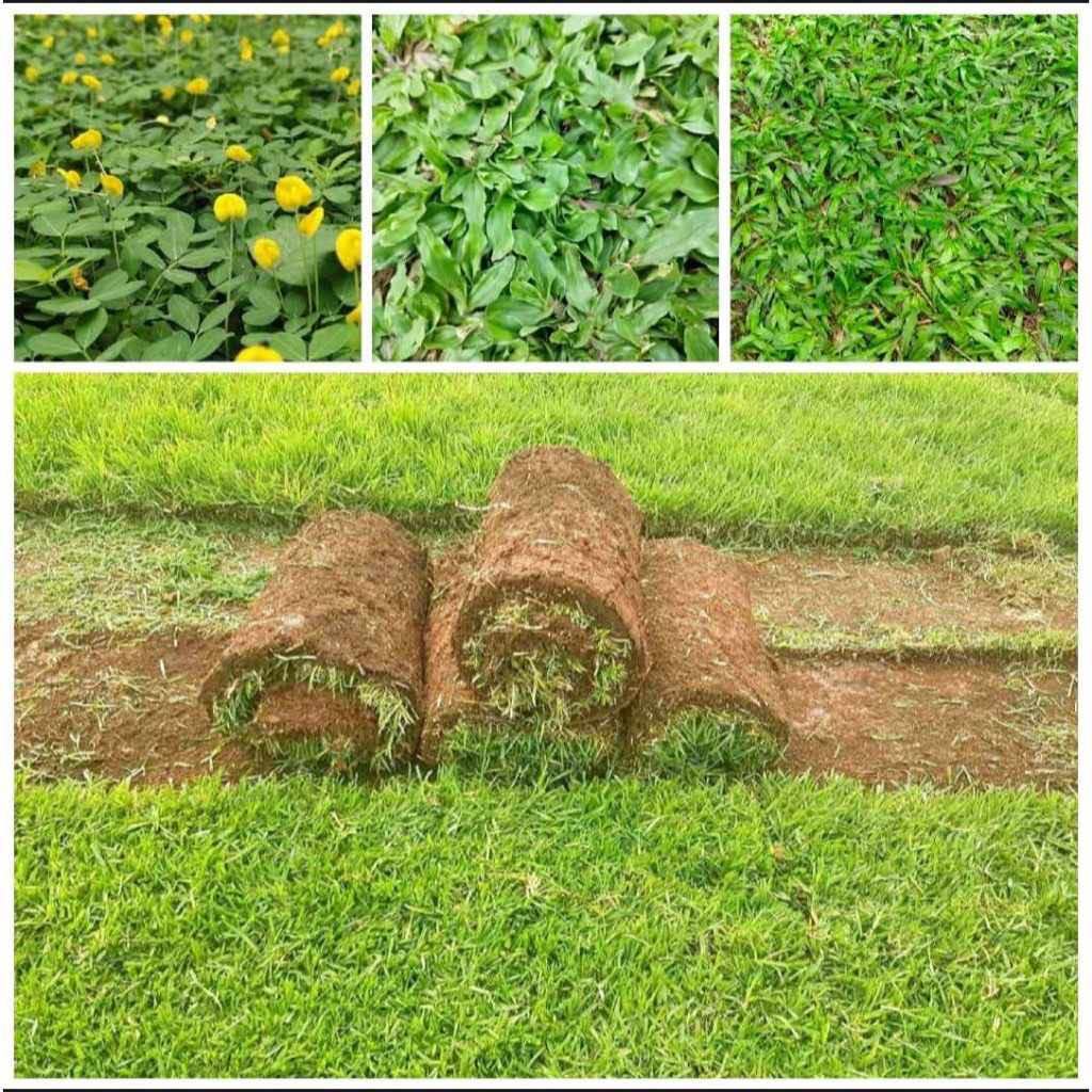 Frog Grass/Blue Grass/Carabao Grass/Bermuda Grass - PER SQUARE METER ...