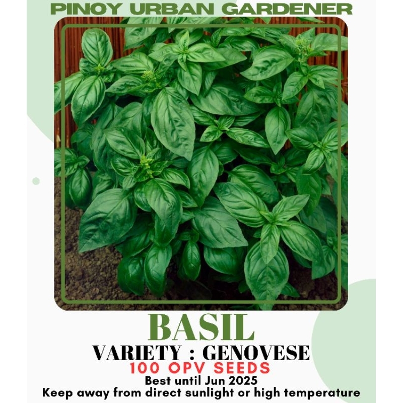 Vegetable Seeds Pechay Kamatis Sili Talong Ampalaya kangkong Okra Sitaw ...