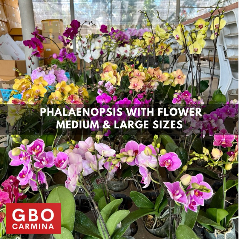 GBO Carmina: Phalaenopsis with FLOWER - Medium and Large | Flowering ...