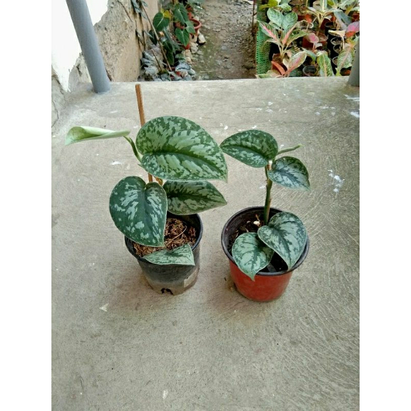 Scindapsus Pictus Sumatera, live plant | Shopee Philippines