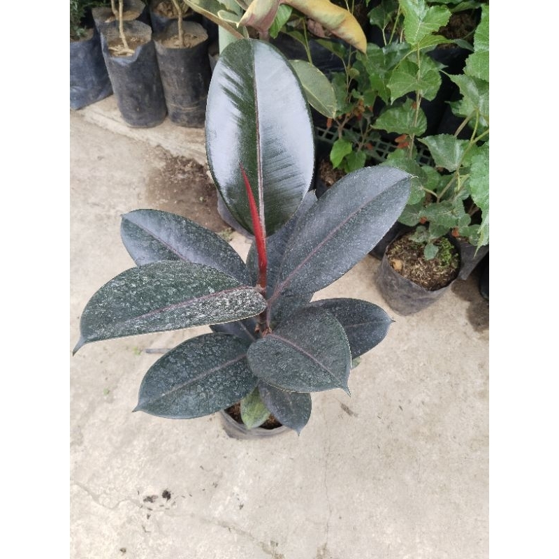Black Prince Rubber Tree /Locally grown (garden decor) | Shopee Philippines