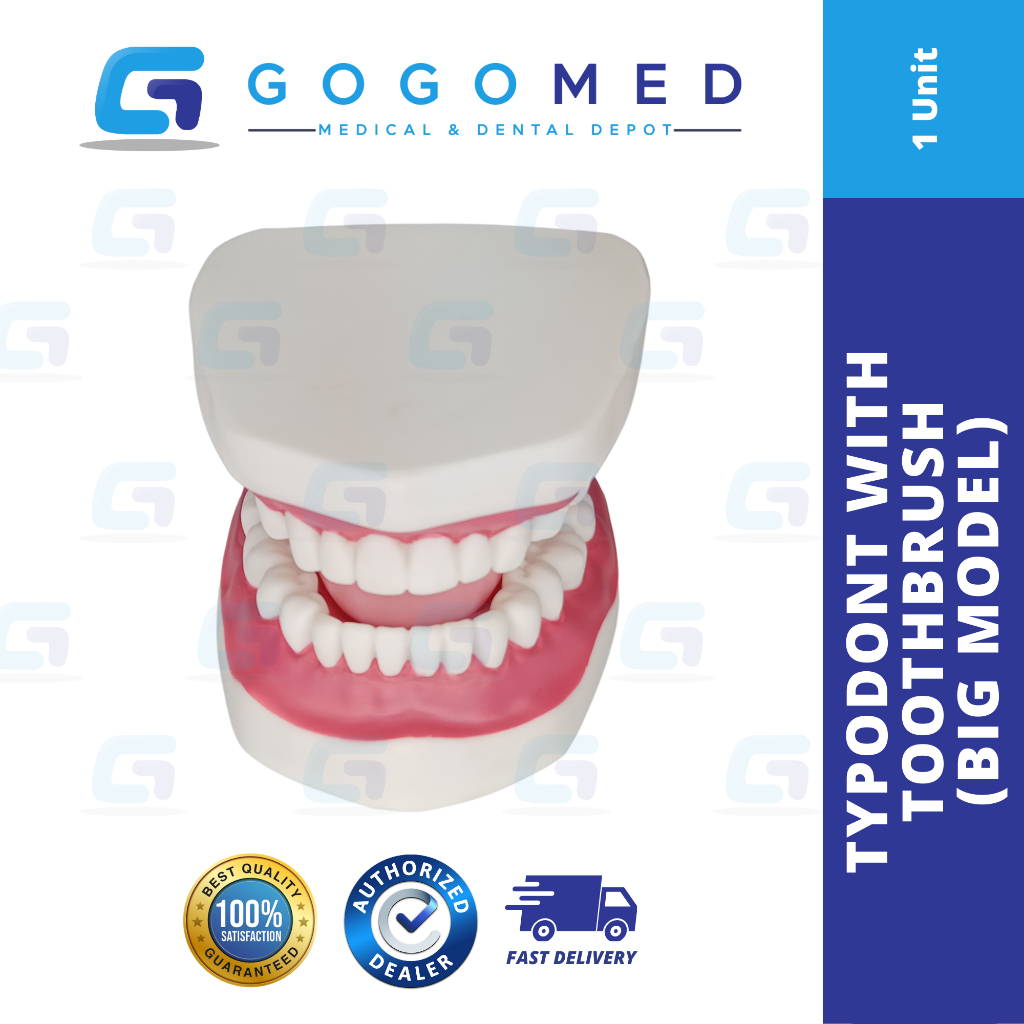 Typodont with Toothbrush (Big) | Shopee Philippines