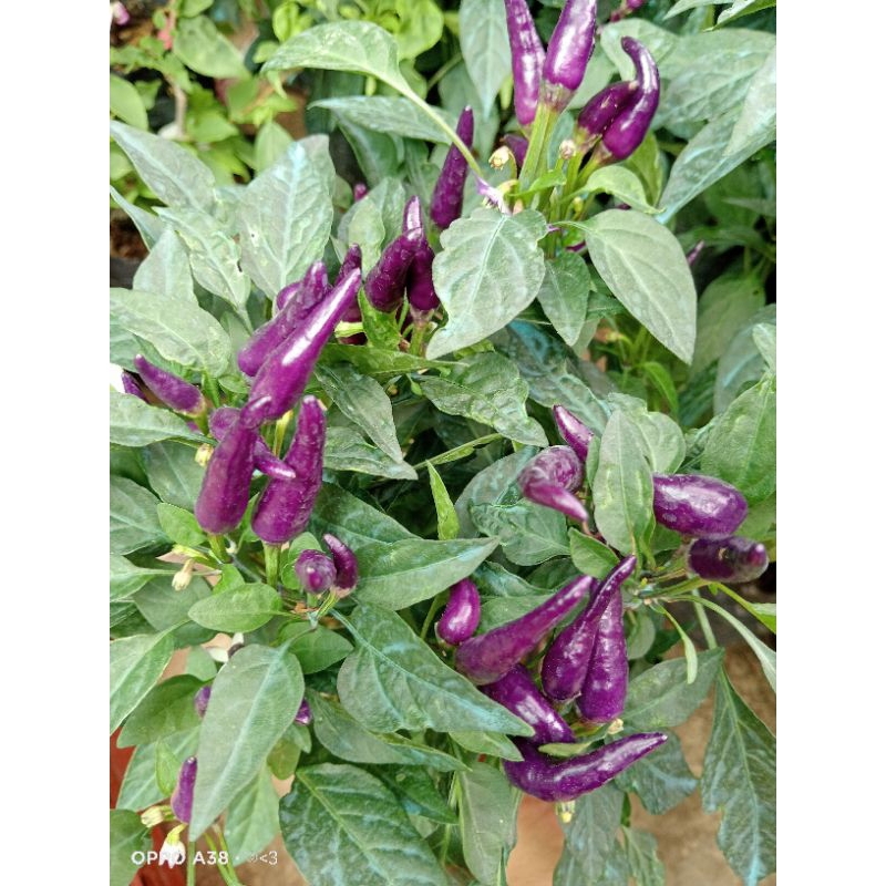 Korean/Purple Chilli [ Edible ] | Shopee Philippines