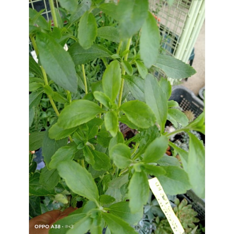 Stevia Herbs "Candy Leaf" "Sweet Leaf" For Luzon Area Only | Shopee ...