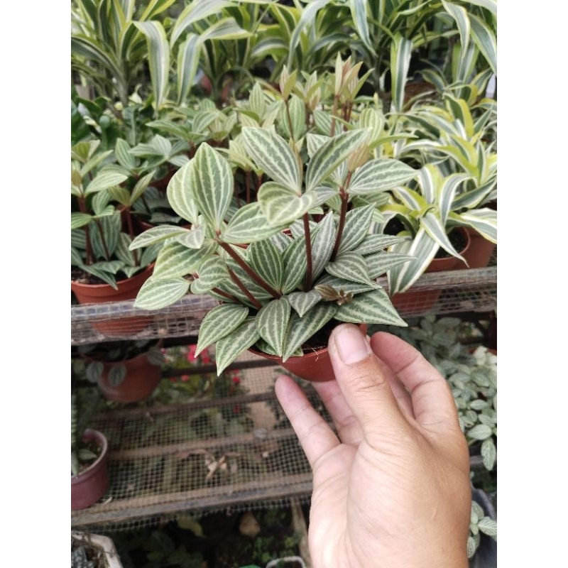 Peperomia Puteolata / Parallel (Garden decor) | Shopee Philippines