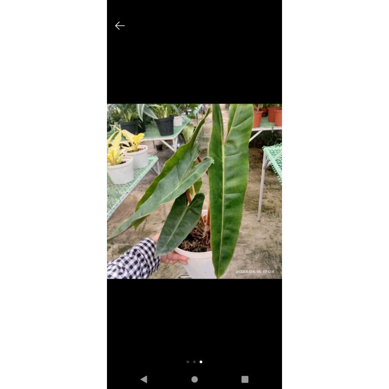 Billietae Philodendron | Shopee Philippines