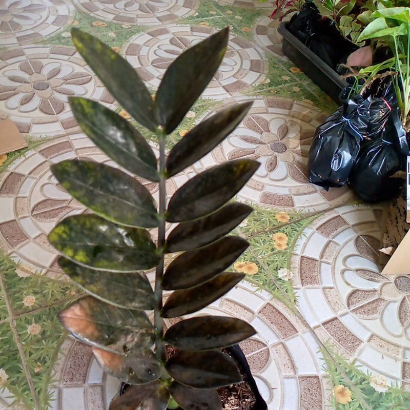 Black zamio (in polybag) | Shopee Philippines