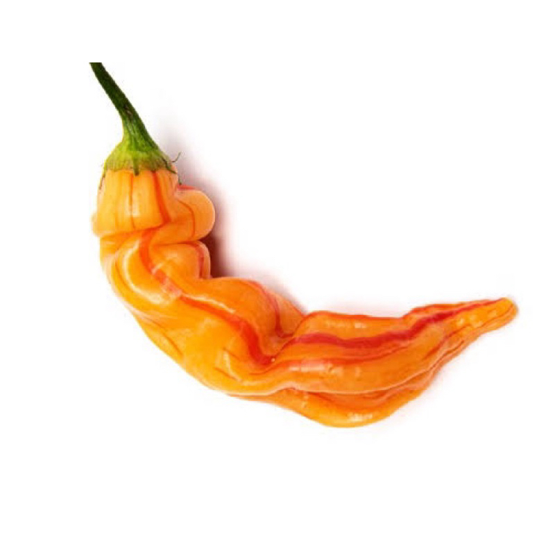 Sugar Rush Stripey Chili Pepper Seeds | Shopee Philippines