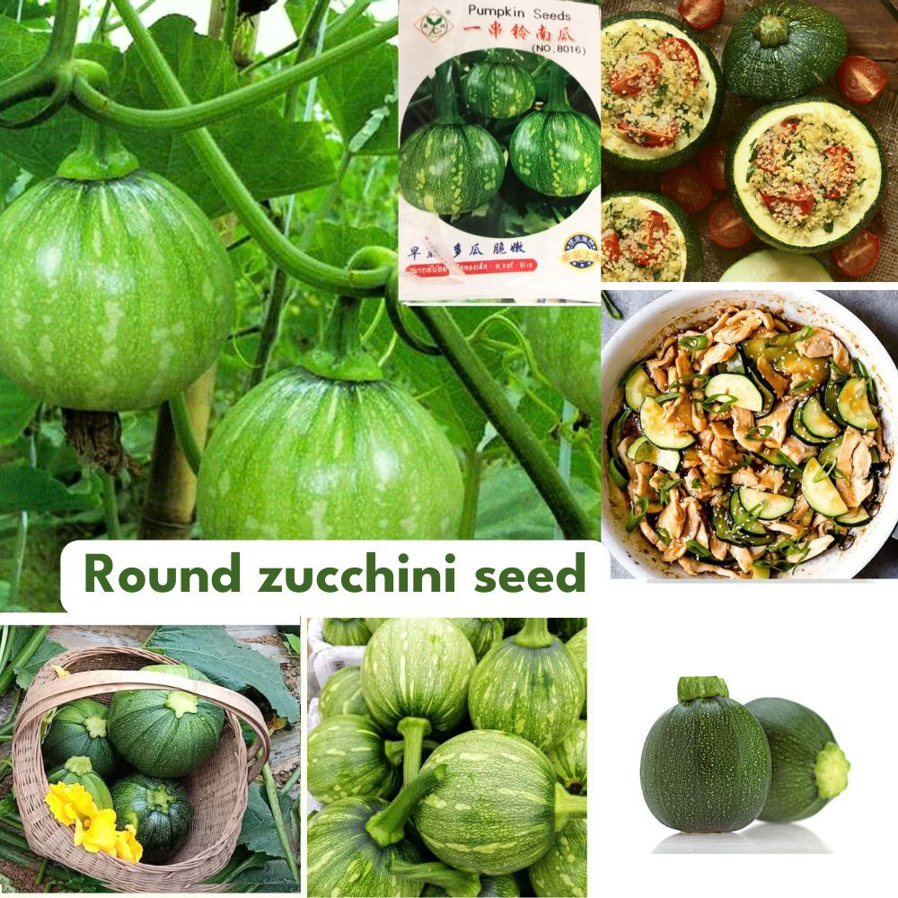 20pcs round zucchini seeds, quality vegetable seeds, high germination ...