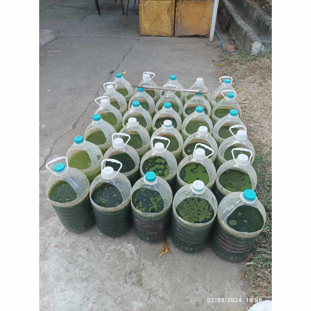 GreenWater/Microalgae Starter (Concentrated) by AZA Aquatics - 1500ml ...