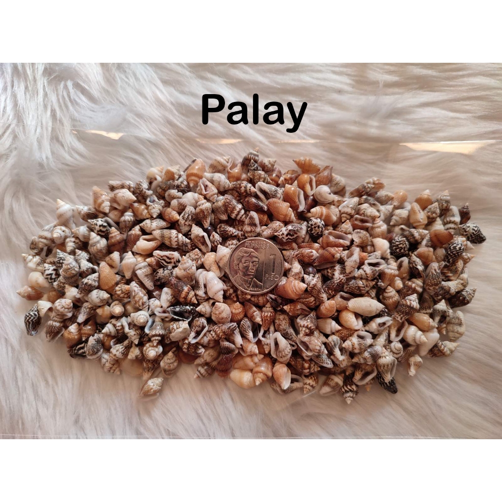 Palay Sea Shells for Collections, Crafts & Souvenirs (100Grams ...