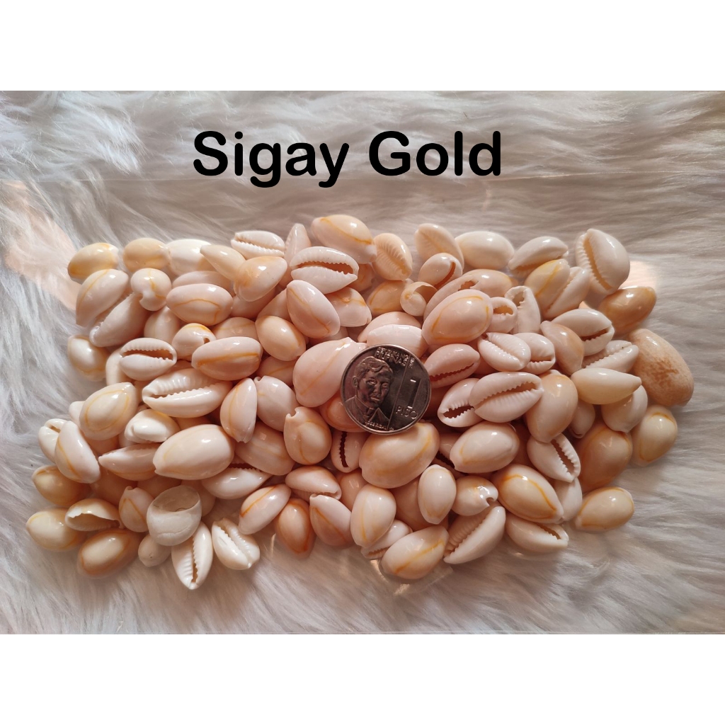 Sigay Gold Sea Shells for Collections, Crafts & Souvenirs (100Grams ...