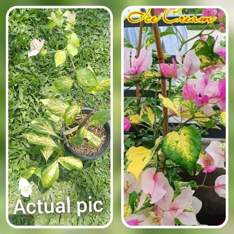 bougainvillea rare/ top rare (stable,well rooted) | Shopee Philippines