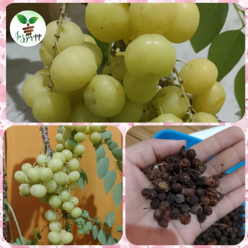 Karamay Star Gooseberry Seeds for planting(10Seeds) | Shopee Philippines