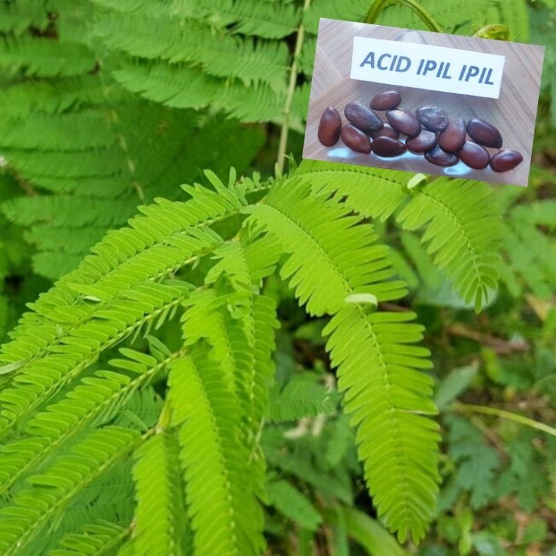 Acid Ipil Ipil •70 Pcs/Pack• Forage Seeds | Shopee Philippines