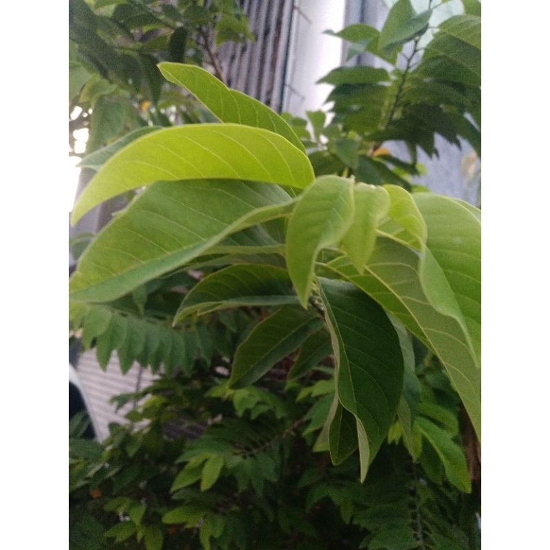 Atis Leaves, 30-40 leaves per order (sale within Luzon only) | Shopee ...