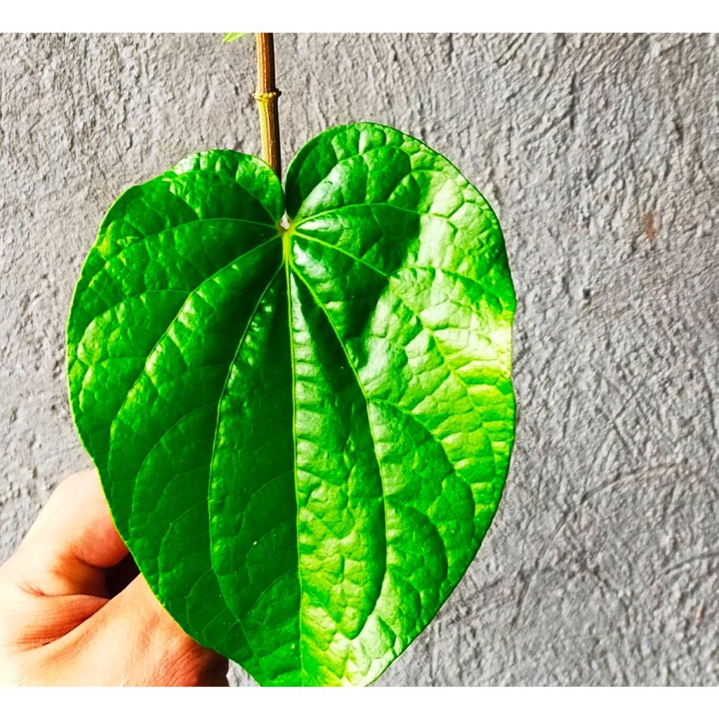 ikmo / Betel leaves or Buyo plants | Shopee Philippines