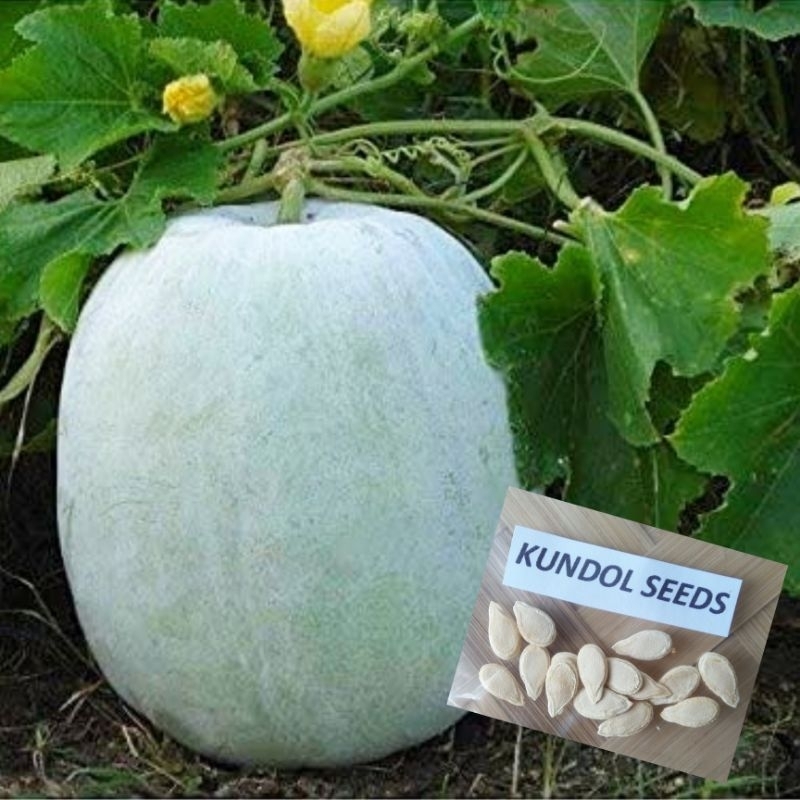 Kundol Seeds (6Pcs/Pack) Winter Melon | Shopee Philippines