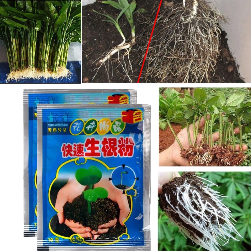 Rooting Powder Rapid growth root medicinal hormone regulators for ...