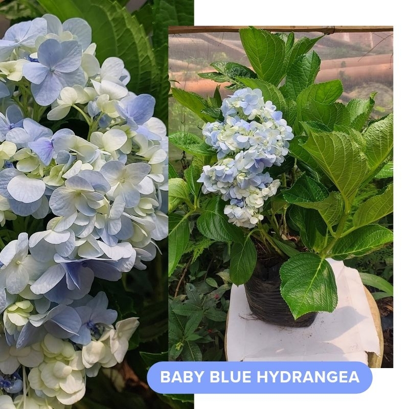 Baby Blue Hydrangea 2 to 3 stalks/ Stem | Shopee Philippines