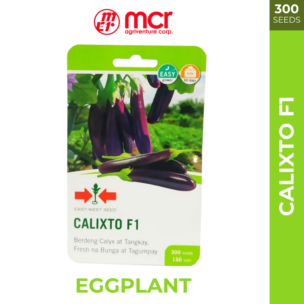 East West CALIXTO F1 (Eggplant) | Shopee Philippines