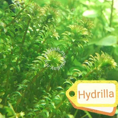 Hydrilla Low maintenance for Aquariums | Shopee Philippines