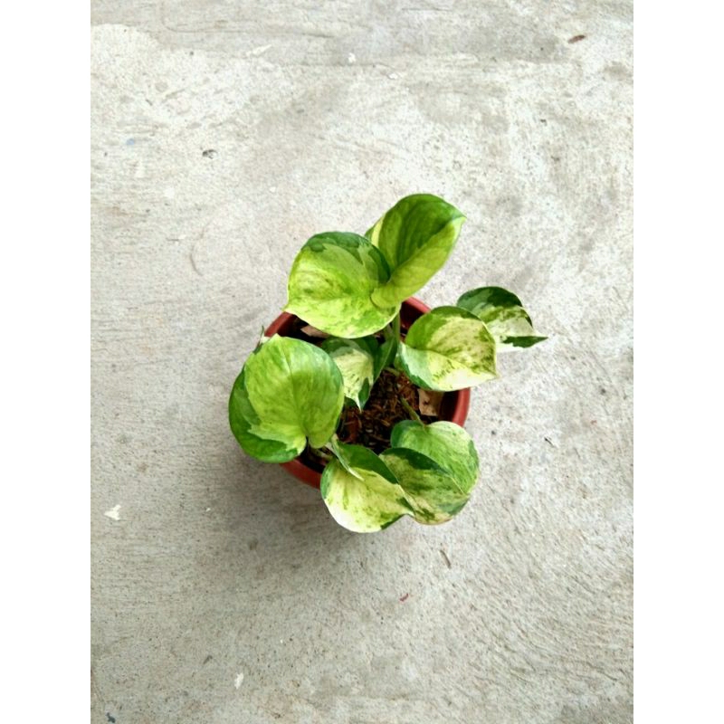 Manjula Mint, Live plant | Shopee Philippines