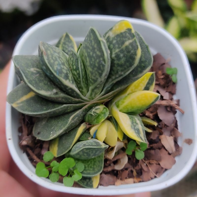 variagated gasteria. | Shopee Philippines