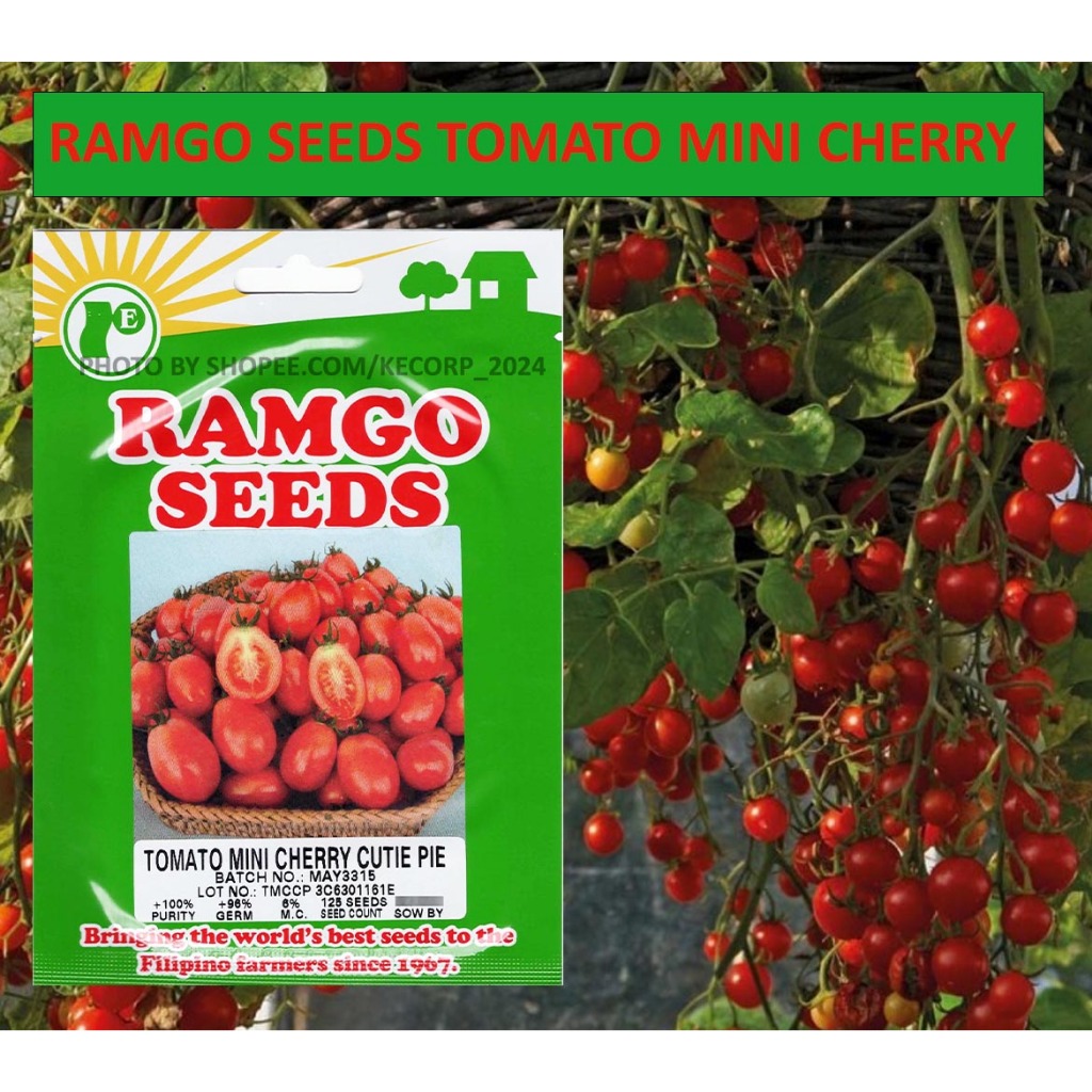 Ramgo RPD TOMATO MINI CHERRY CUTIE PIE APPROX SEED COUNT: +/- 125 SEEDS ...