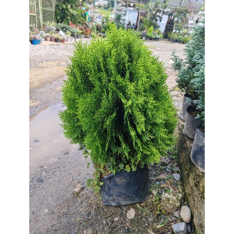 Fan pine cypress ...Big size | Shopee Philippines