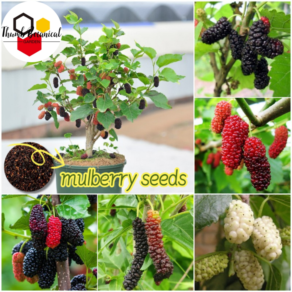Fresh Mulberry Seeds for Planting (100 Seeds/pack) Rare Mulberry Bonsai ...