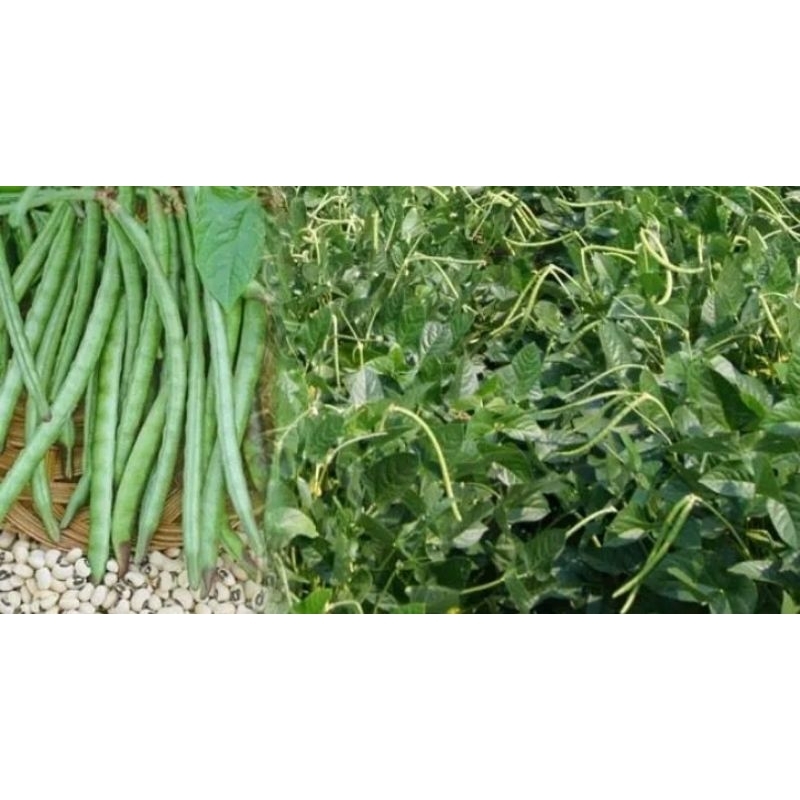 Native Sitaw na turo Seeds for planting(25Seeds/Pack) | Shopee Philippines