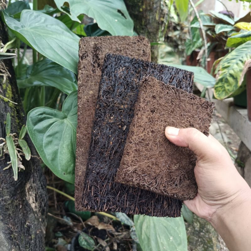Fern slab for plants and orchids per piece | Shopee Philippines