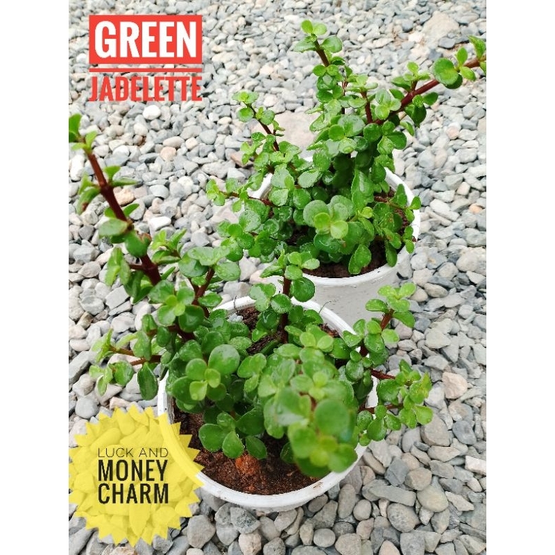 MEDIUM SIZE GREEN JADELETTE( MULTIPLE BRANCHES) | Shopee Philippines