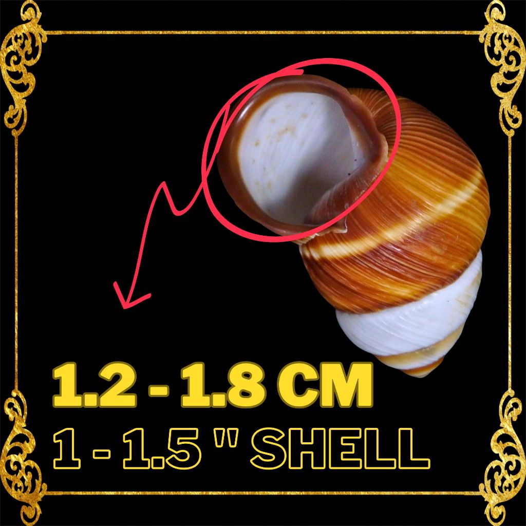 HERMIT CRAB SHELL : Sowerby Snail | Brown Land Snail Camaena ...