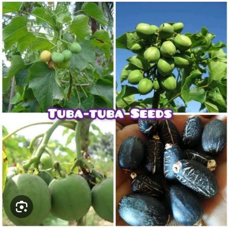 Tuba Tuba seeds for planting/Talantangan (5seeds) | Shopee Philippines