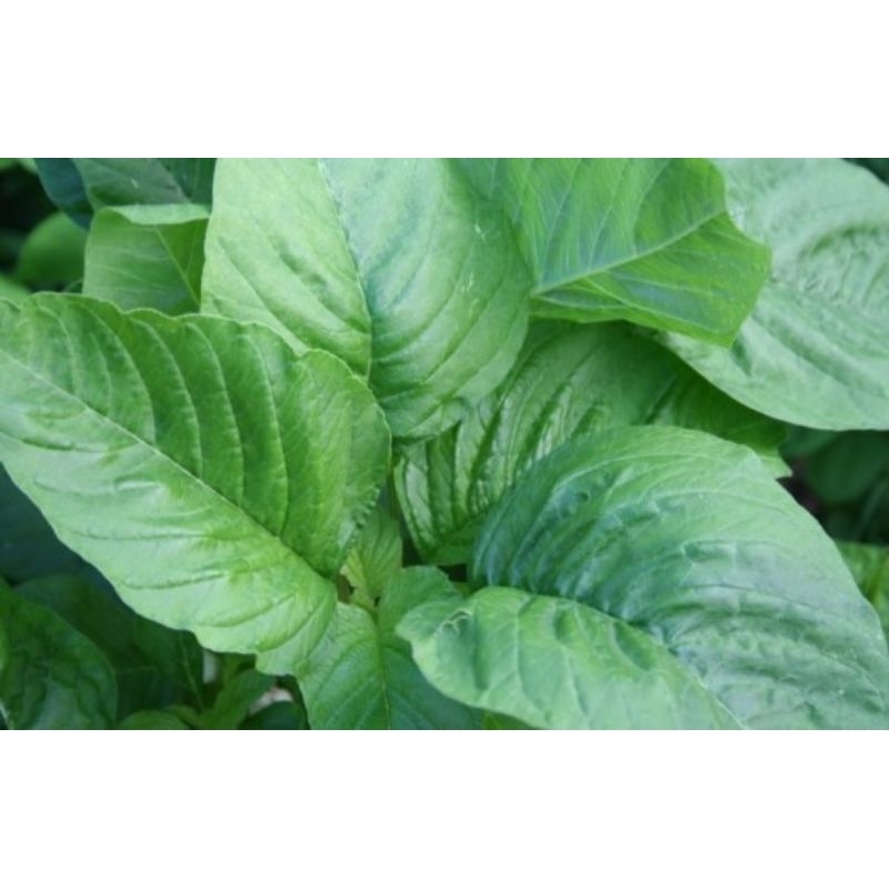 Giant Kulitis seeds/Spinach seeds for planting (100seeds approx ...