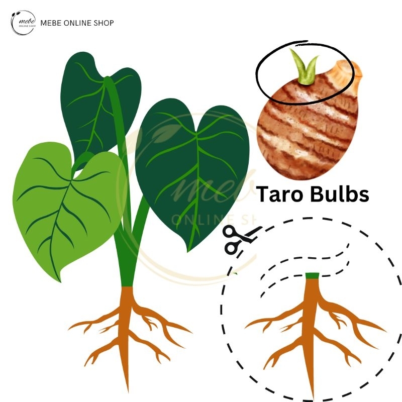 Fresh Taro (Gabi) Bulbs | Purple Yam (Ube) (Luzon only) | Shopee ...