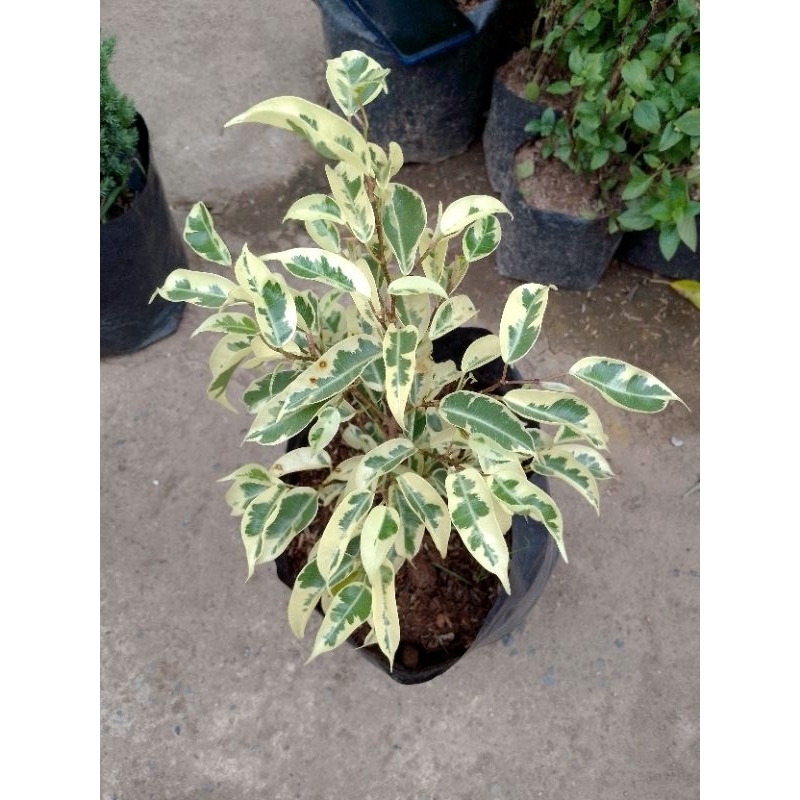 variegated ficus/balete small size | Shopee Philippines