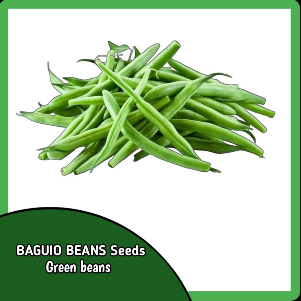 BAGUIO BEANS Seeds ( Sagana) | Shopee Philippines