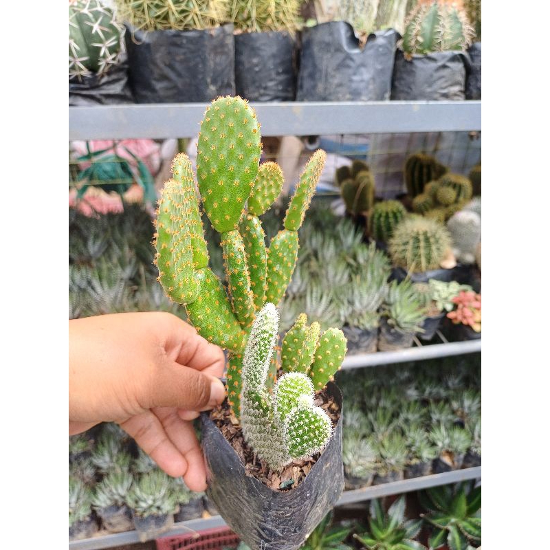2n1 bunny ears | Shopee Philippines
