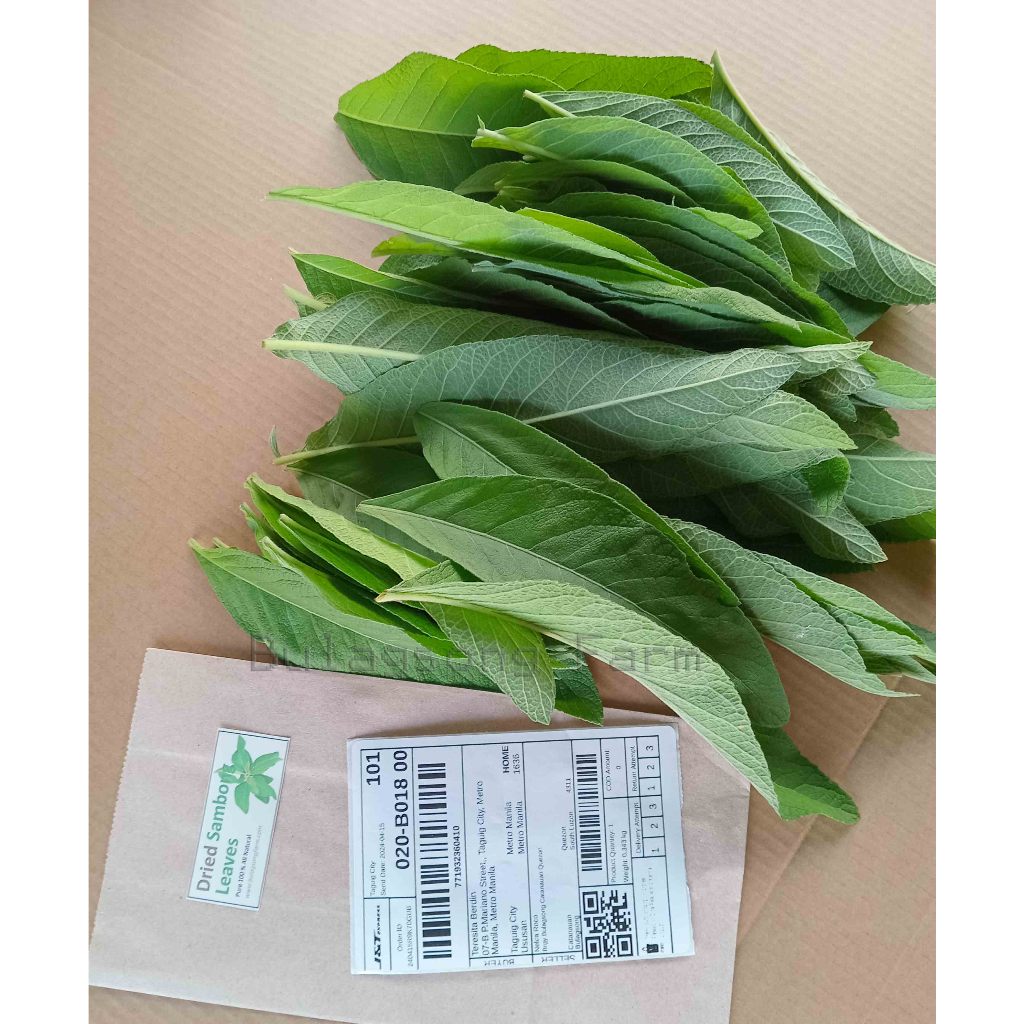 Fresh Sambong Leaves or Blumea Balsamifera (Nagal camphor or Sambong ...