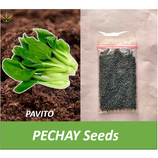 PECHAY seeds green leaves( Pavito) | Shopee Philippines