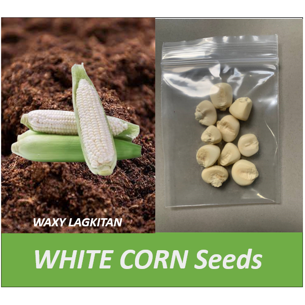 WHITE WAXY CORN Seeds(Lagkitan) | Shopee Philippines