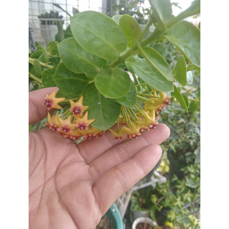 Hoya mabango | Shopee Philippines