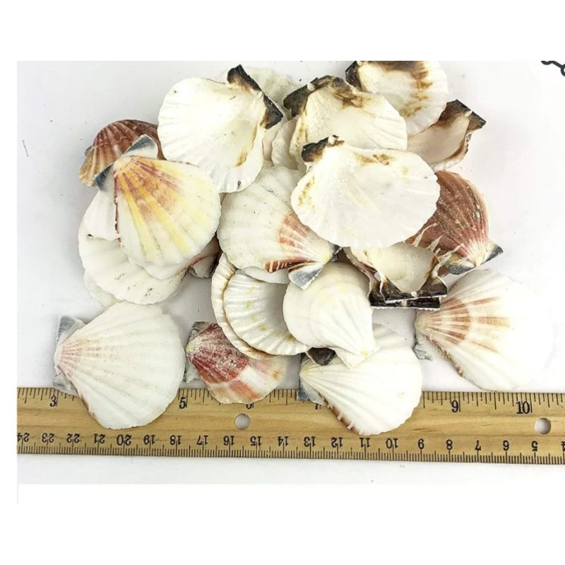 Pecten Vexillum Scallop Sea Shells - 200G of Big Shells, Seashell Beads ...