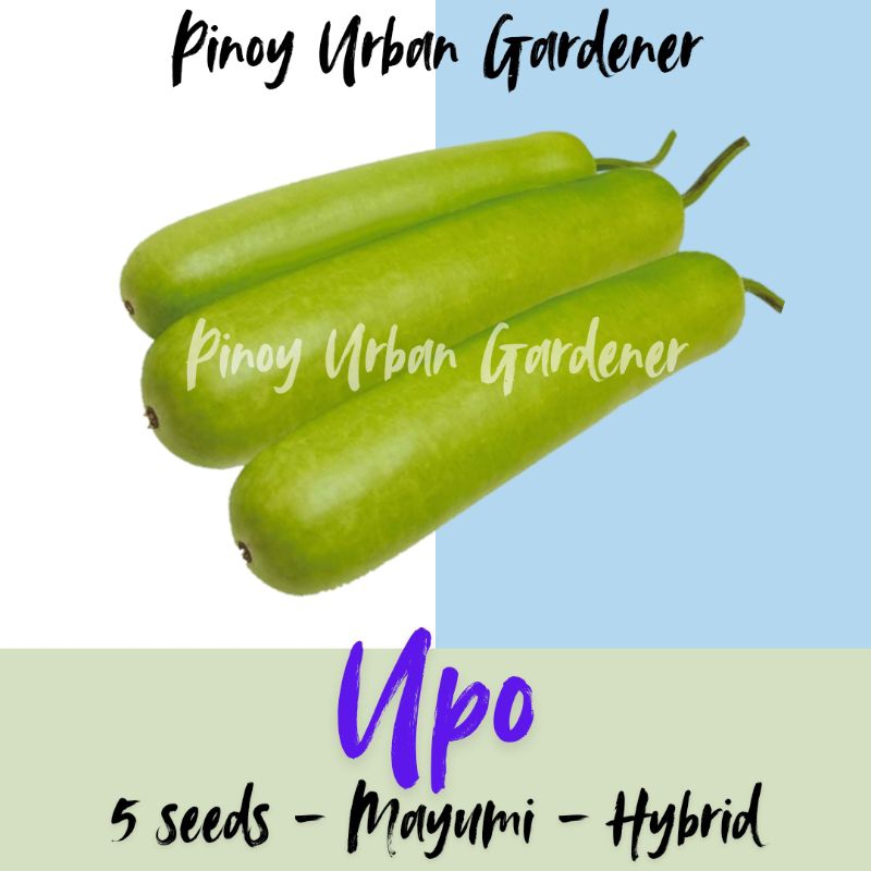 HYBRID UPO/BOTTLE GOURD | Shopee Philippines
