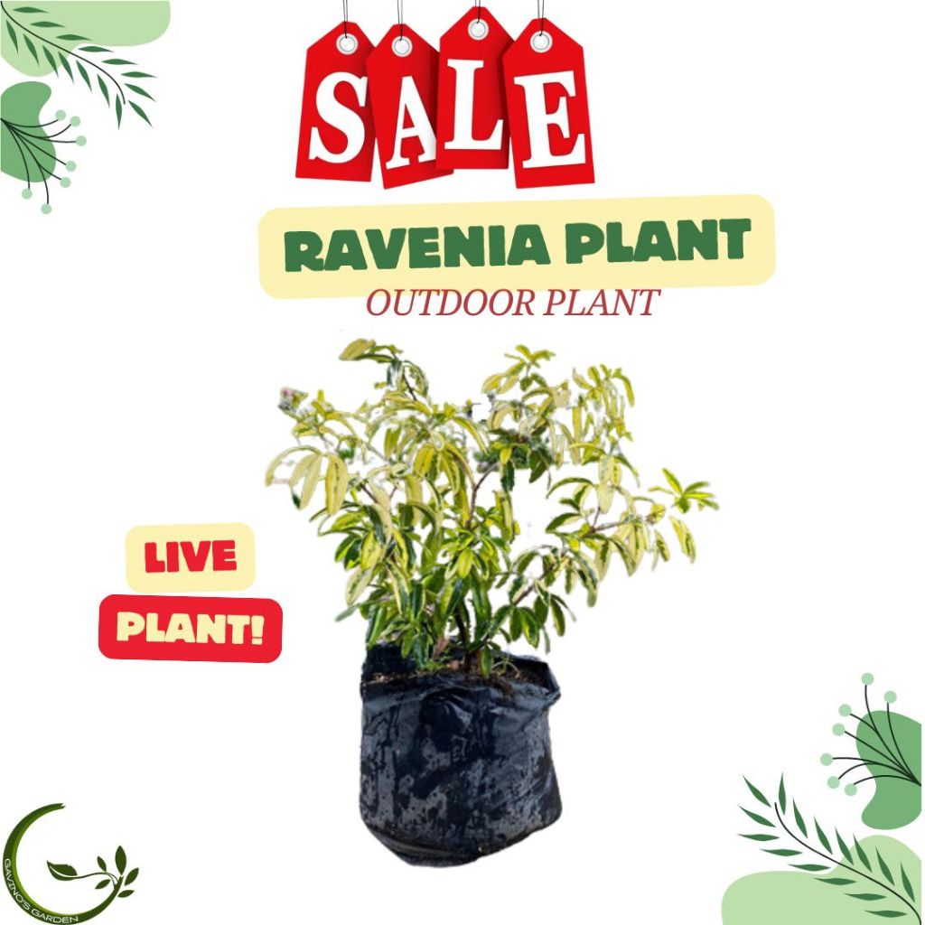 Ravenia Variegated (Ravenia Spectabilis ) Outdoor Plant/LIVE PLANT ...